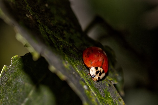 Smelly Little Lady Bugs are Swarming Murfreesboro Right Now (See the Up ...